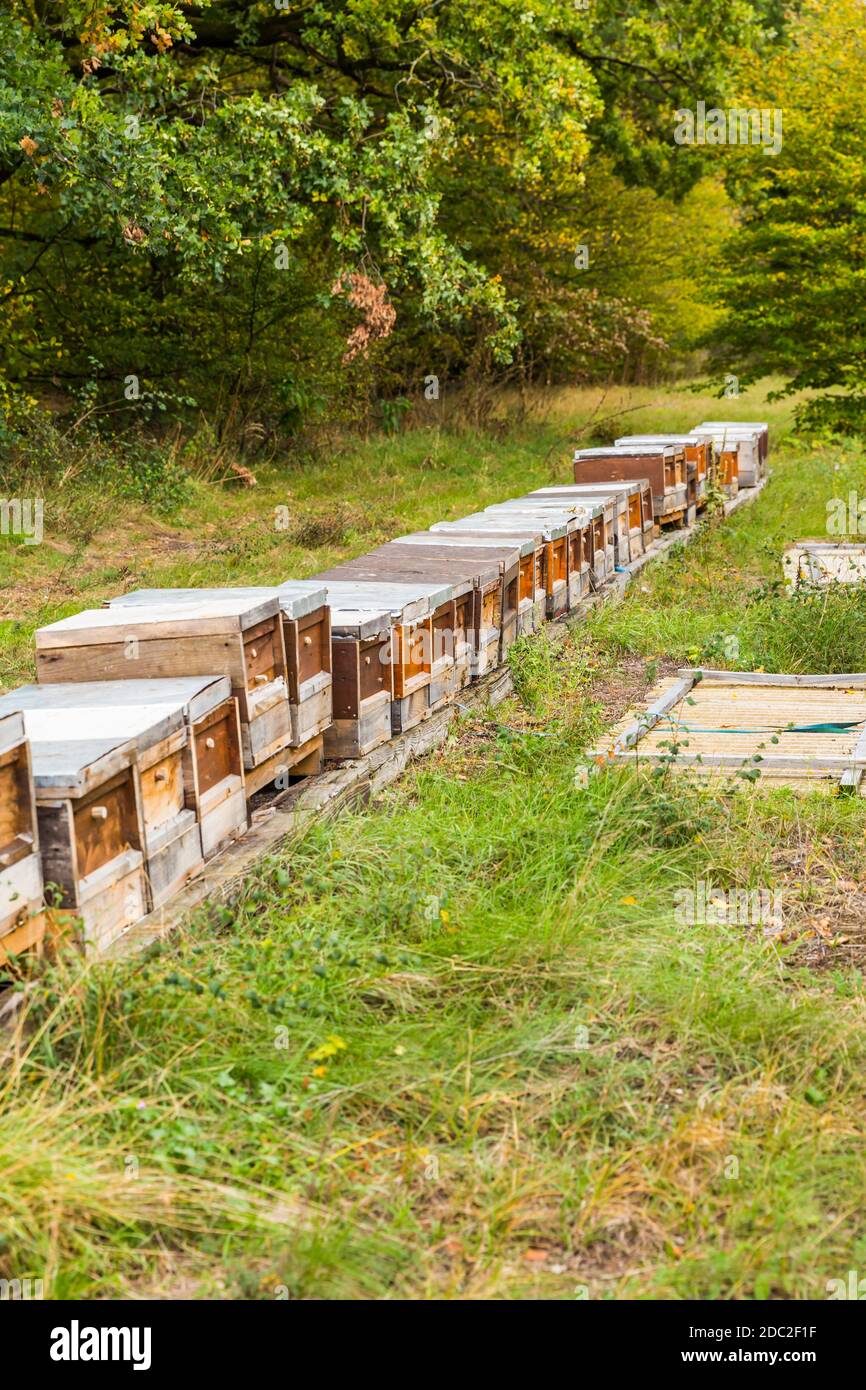 Beekeeping edge forest hi-res stock photography and images - Alamy