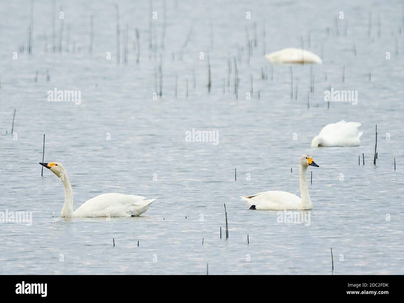 Nanjing, China's Jiangsu Province. 18th Nov, 2020. Swans are seen on ...