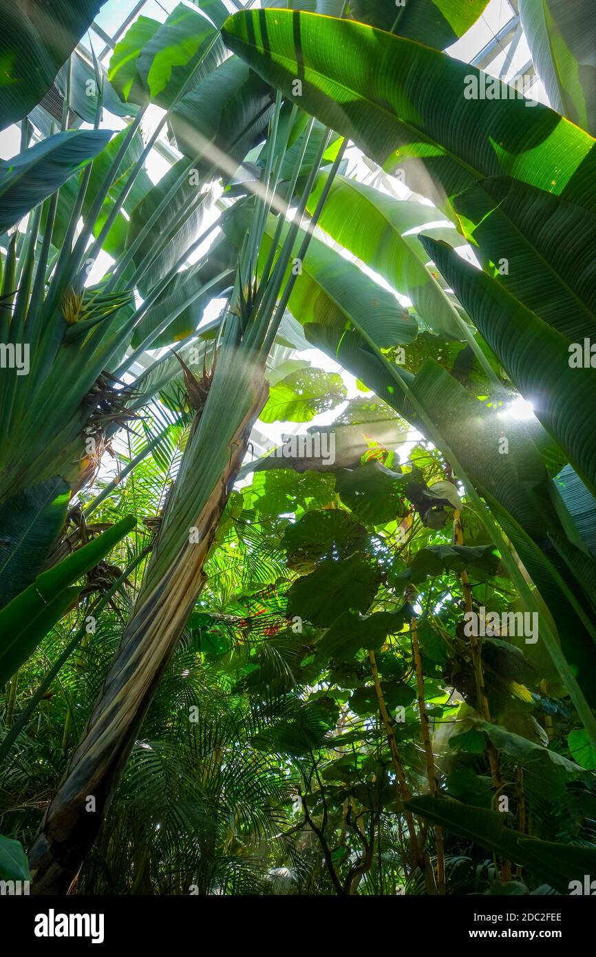 Light ray in a Jungle rainforest. Tropical background Stock Photo - Alamy