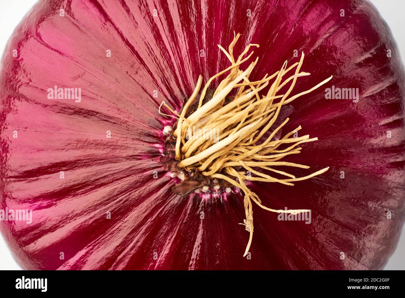 Red onion with roots close-up Stock Photo - Alamy