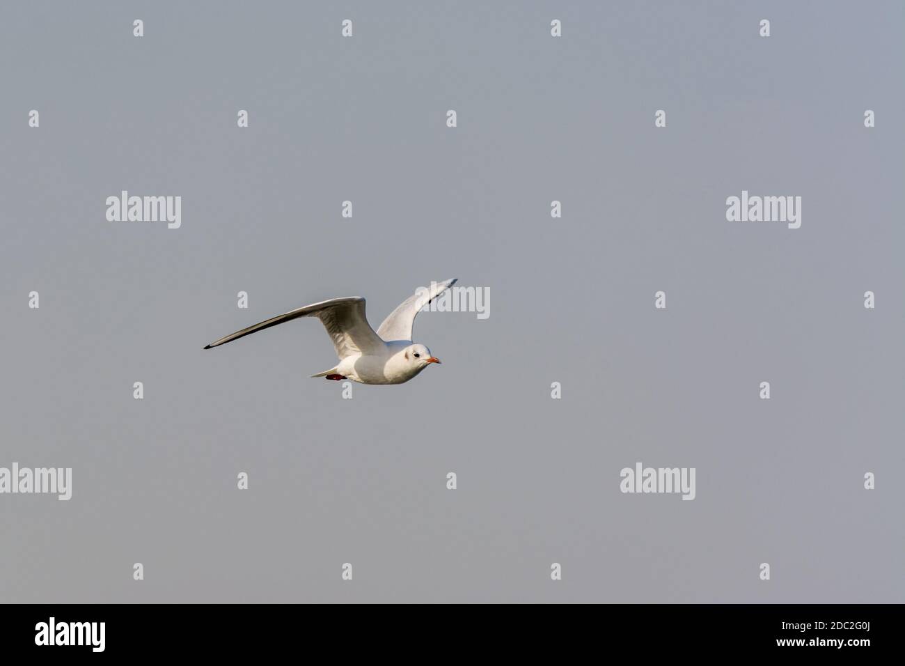 A seagull is flying in sky over the sea waters in corniche park, Dammam ...