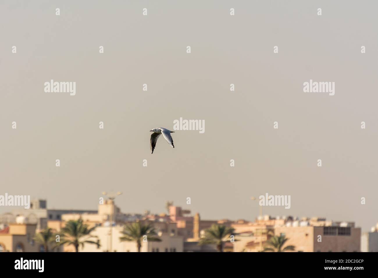 A seagull is flying in sky over the sea waters in corniche park, Dammam ...