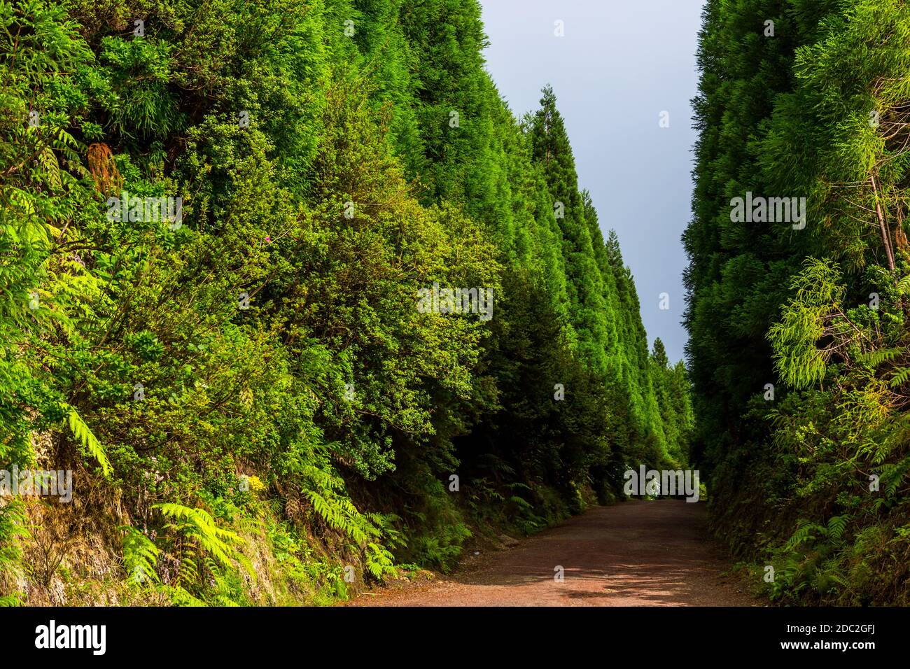 Path in Azorean forest with blue hydrangea flowers and rich green ...