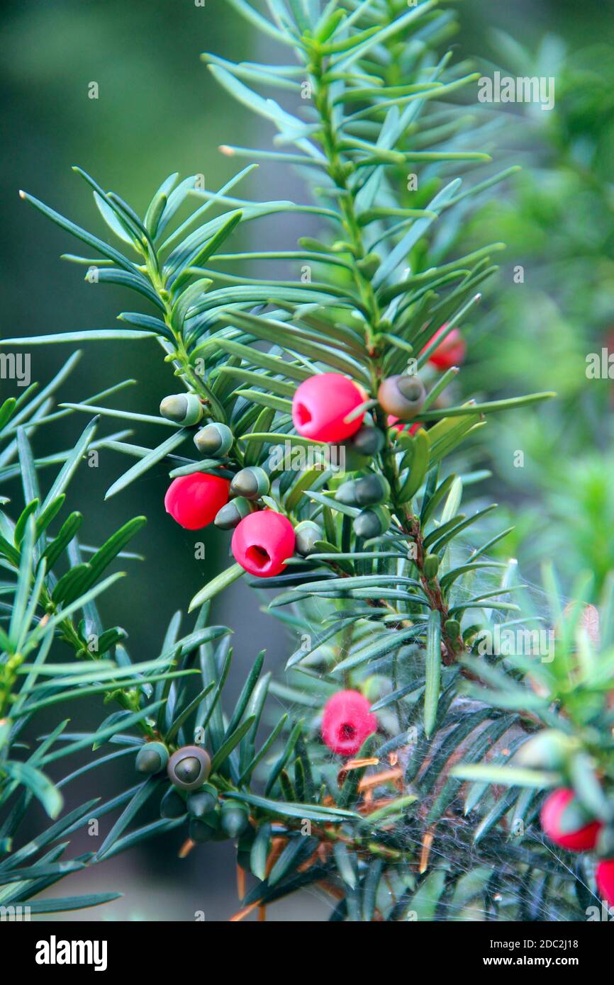 Fruits of Taxus baccata between green branches. Red berries of Taxus ...