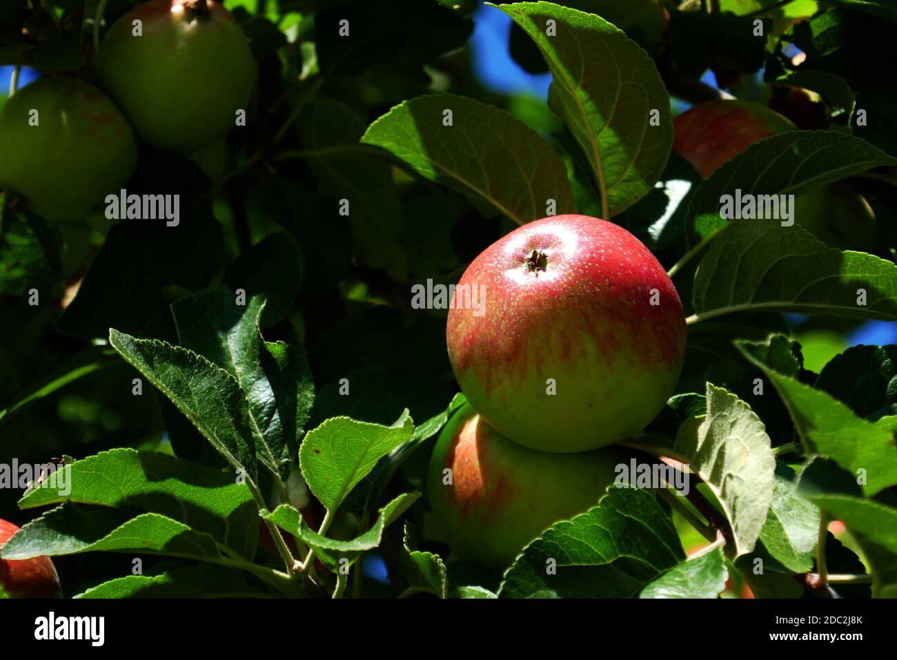 Coverfoto hi-res stock photography and images - Alamy