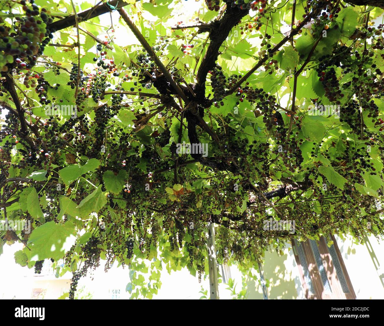 Ripe grapes from below hi-res stock photography and images - Alamy