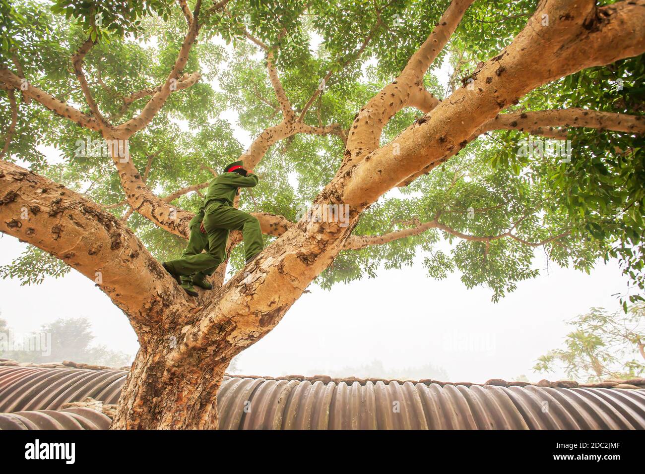 Two young Vietnamese soldiers standing on branches of large tree during ...