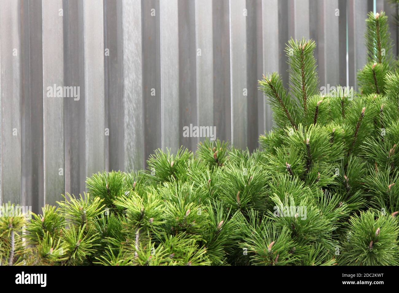 Modern metal garden fence hi-res stock photography and images - Alamy