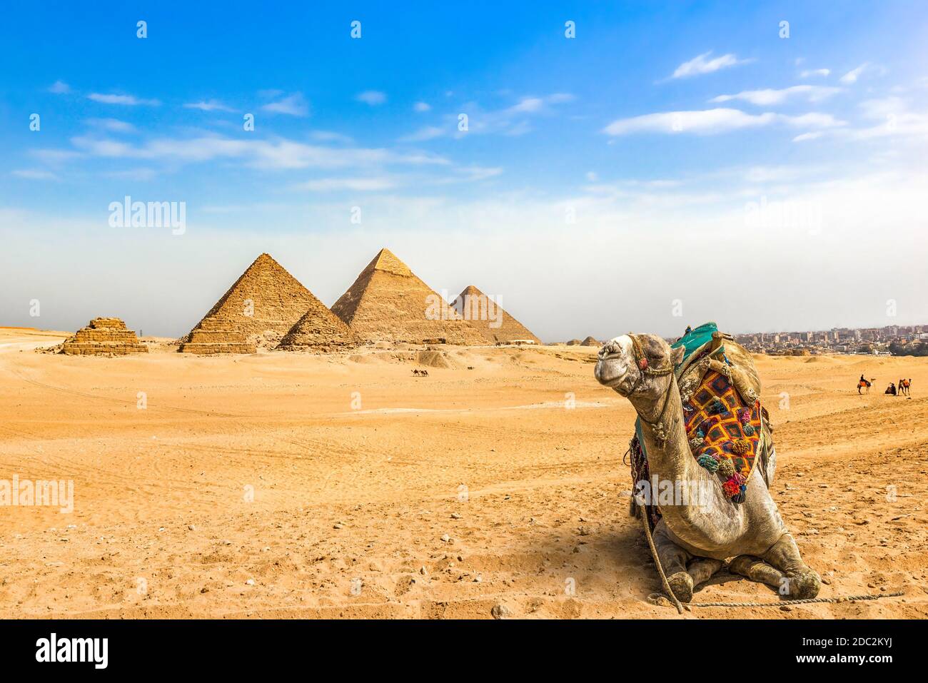 Camel resting near great pyramids in desert of Giza, Egypt Stock Photo ...