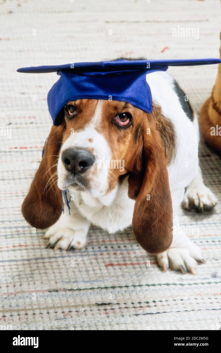 Black dog wearing cap hi-res stock photography and images - Alamy