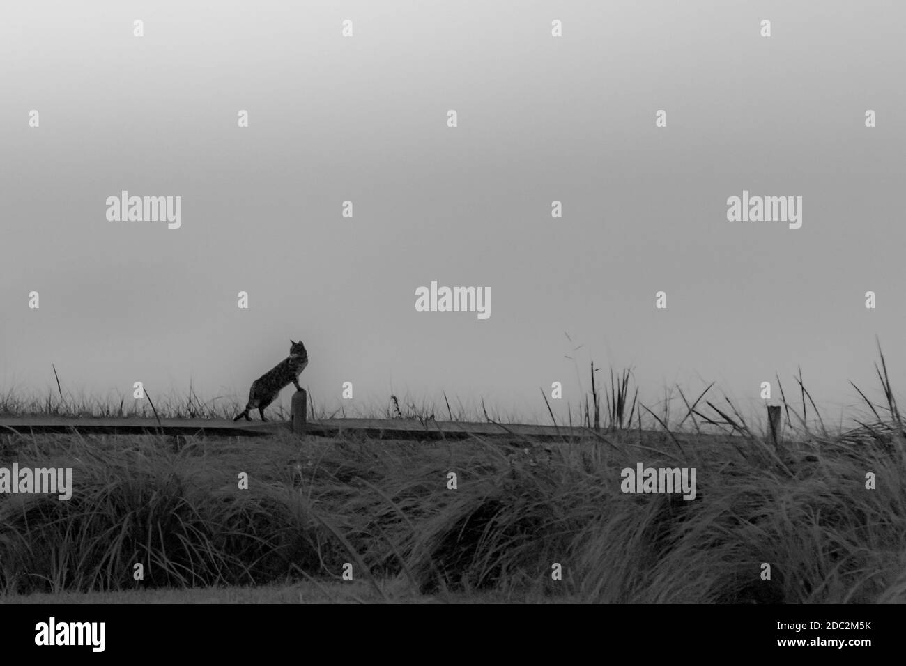 With a slender Black and White Stock Photos & Images - Alamy