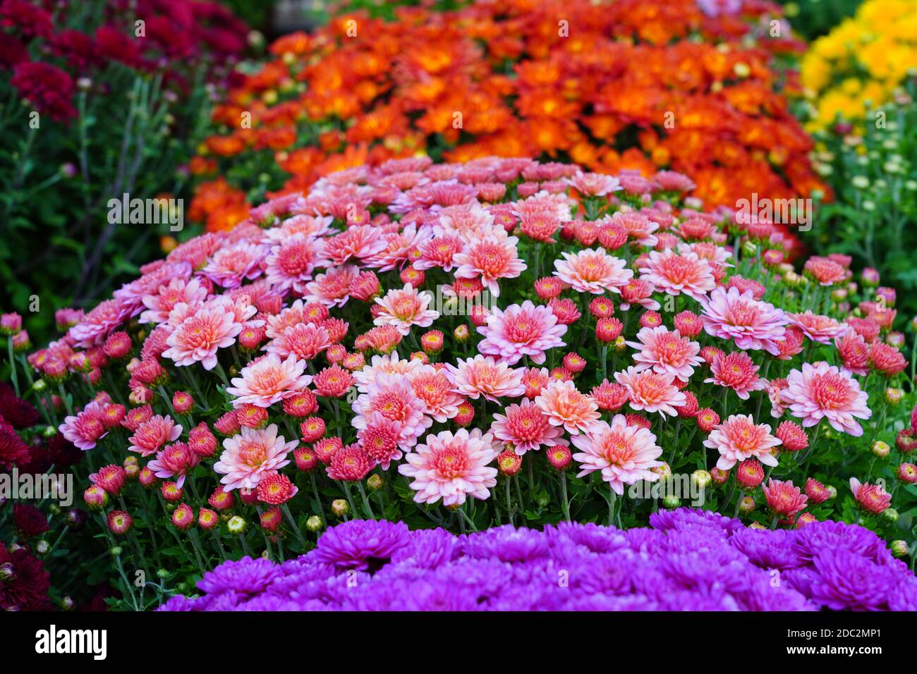 Colorful chrysanthemum flowers growing in the garden Stock Photo - Alamy
