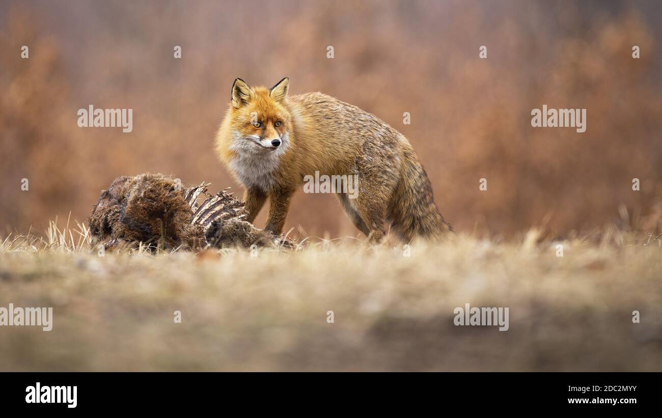 Red fox with bones hi-res stock photography and images - Alamy
