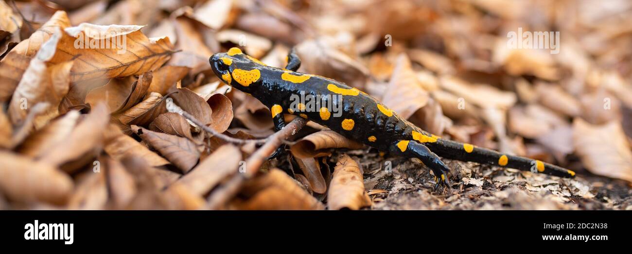 Little fire salamander, salamandra salamandra, crawling on leafs in ...