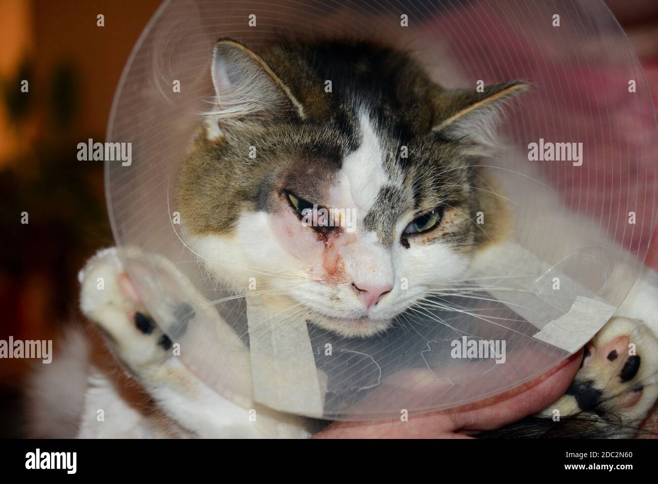 Cat pictured wearing a Cat Cone, also know as an Elizabethan collar, E ...