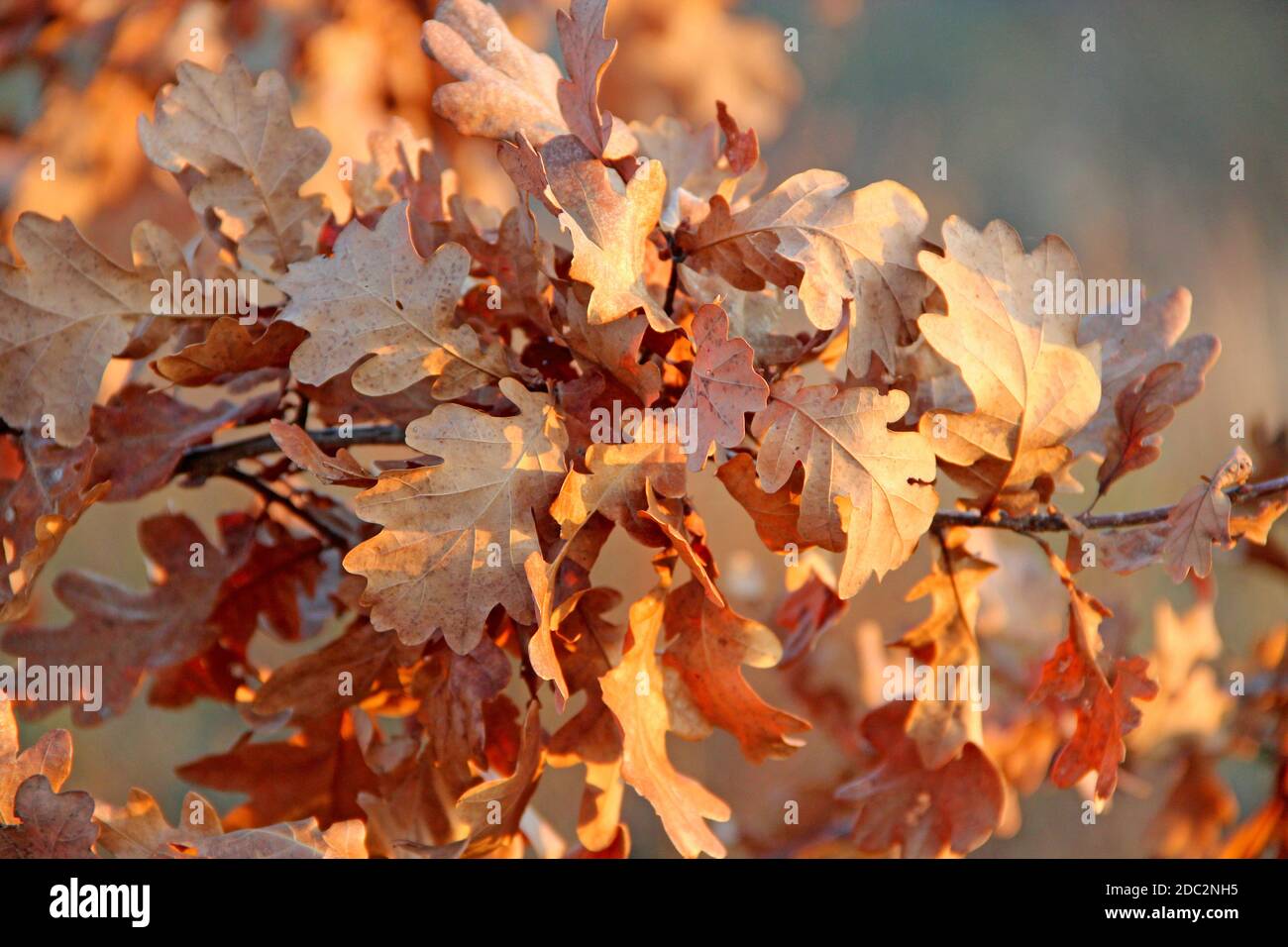 Oaken tree hi-res stock photography and images - Alamy