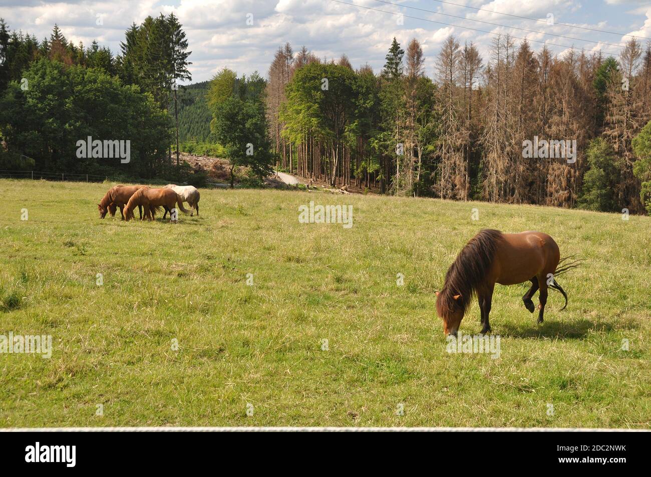 Horse breeding hi-res stock photography and images - Alamy