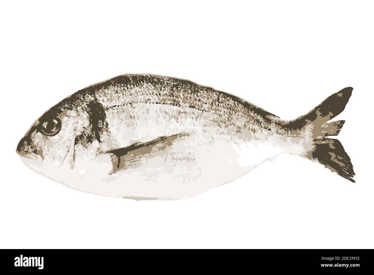 Sparidae Cut Out Stock Images & Pictures - Alamy