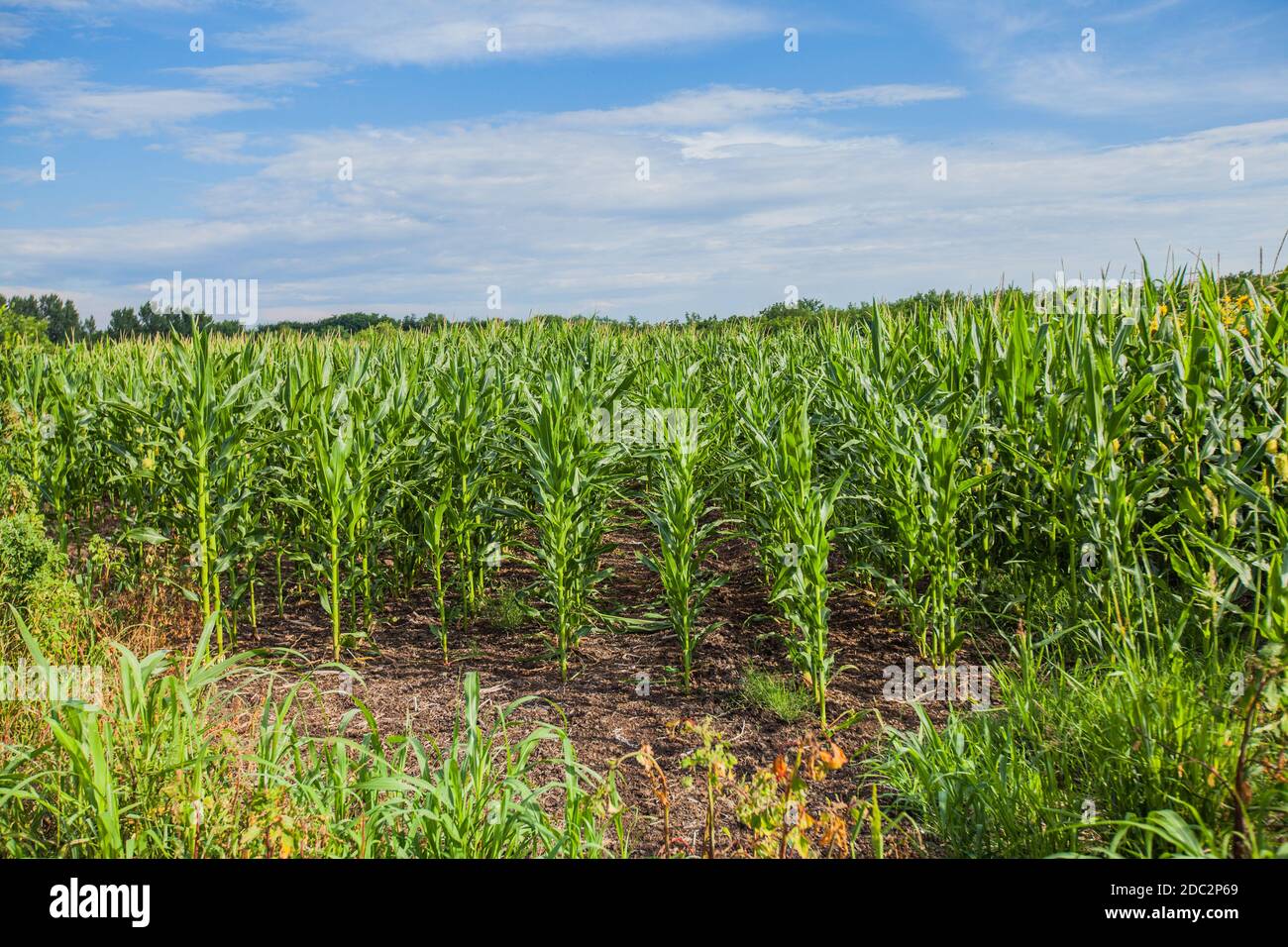 Corn fields at summer day. Agricultural green fields at farm Stock ...