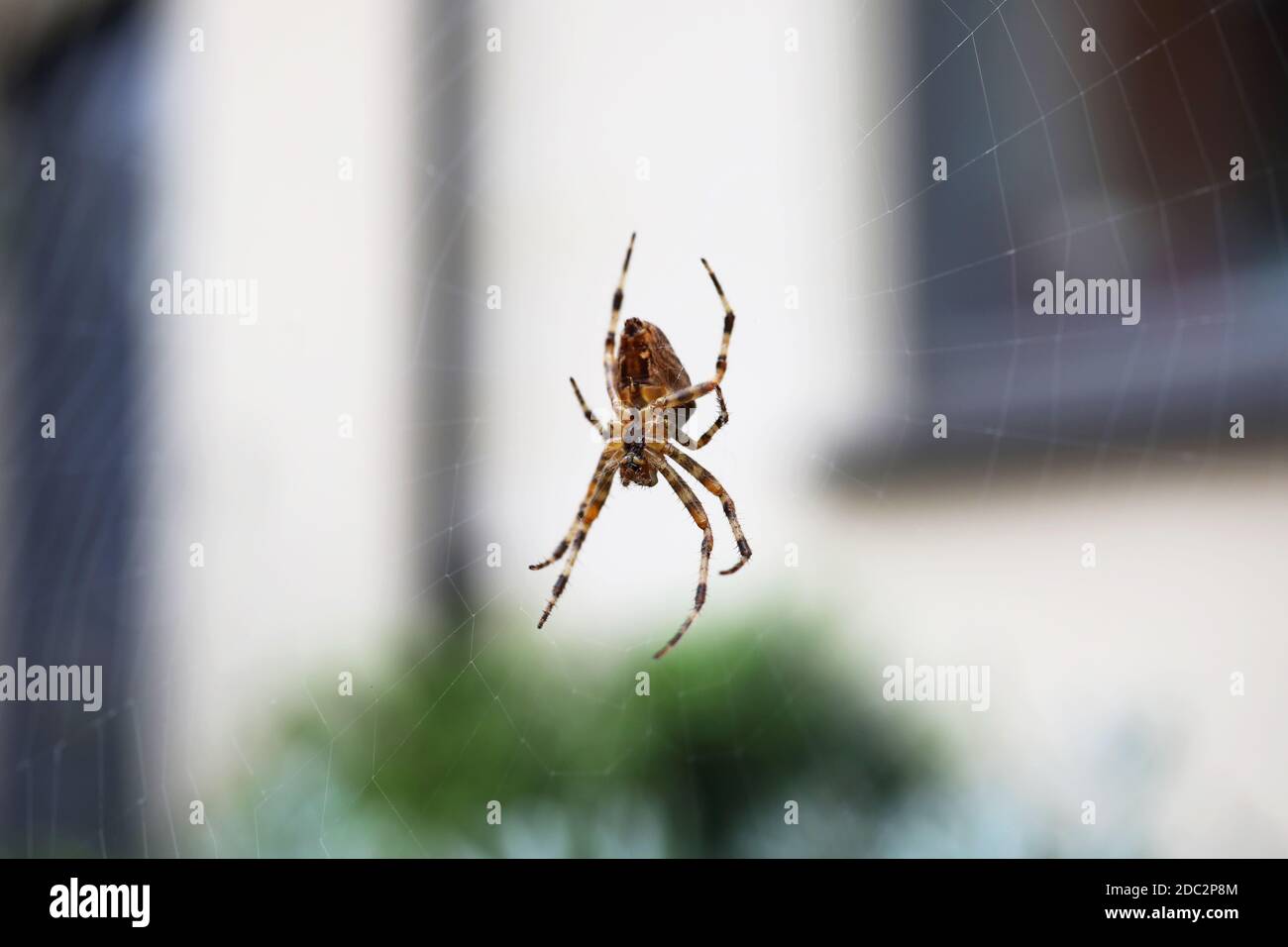 House spiders hi-res stock photography and images - Alamy