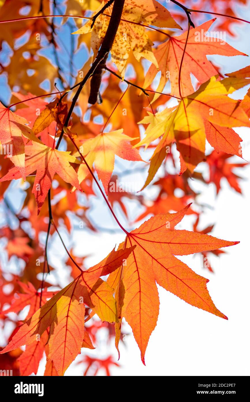 Beautiful colorful maple leaves on a tree in autumn sunny day. Lush ...