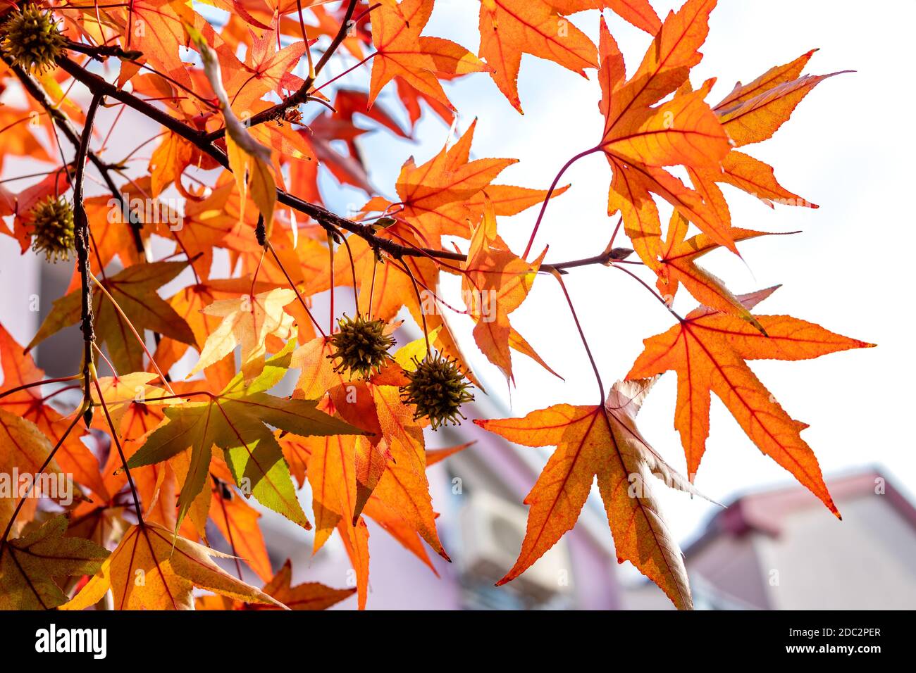 Beautiful colorful maple leaves on a tree in autumn sunny day. Lush ...