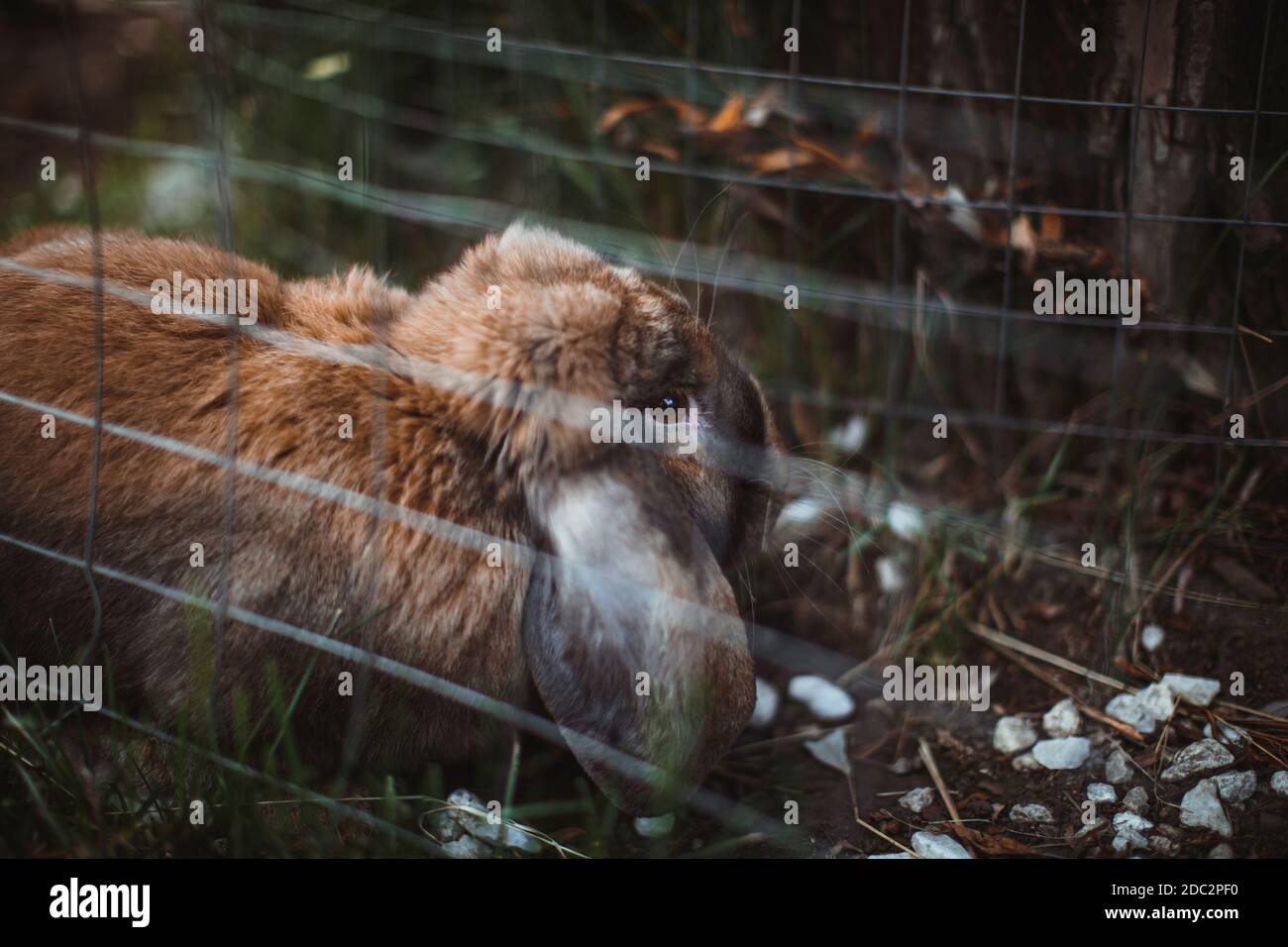 A lop-eared brown rabbit lies in an outdoor paddock on a farm Stock ...