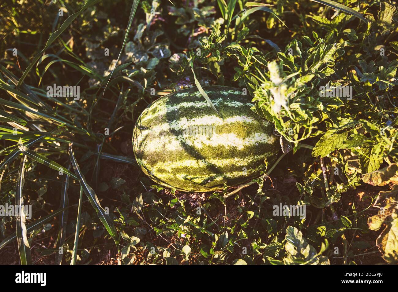 Organic Fresh Watermelon, Plantation, Summer Daylight, Closeup View ...