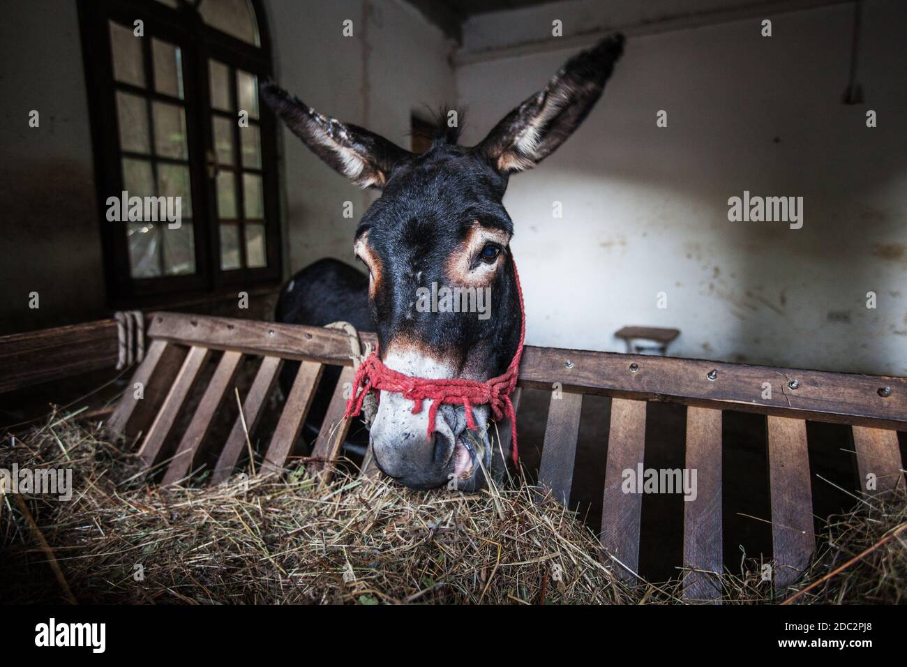 Donkey portrait in the barn on the farm, eating hay at the stable Stock ...