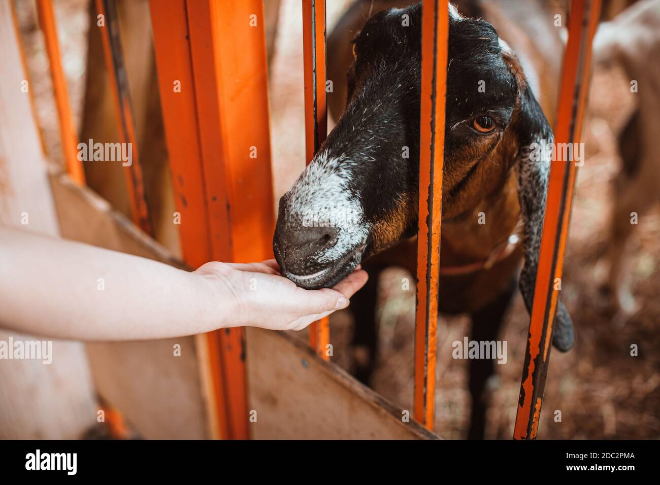 Lop eared goat hi-res stock photography and images - Alamy