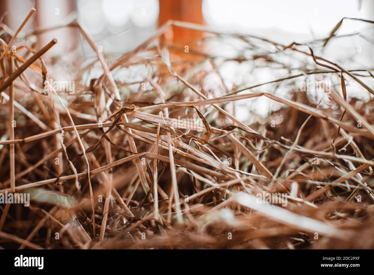 Hay close-up. Food for herbivores. Keeping animals on the farm Stock ...