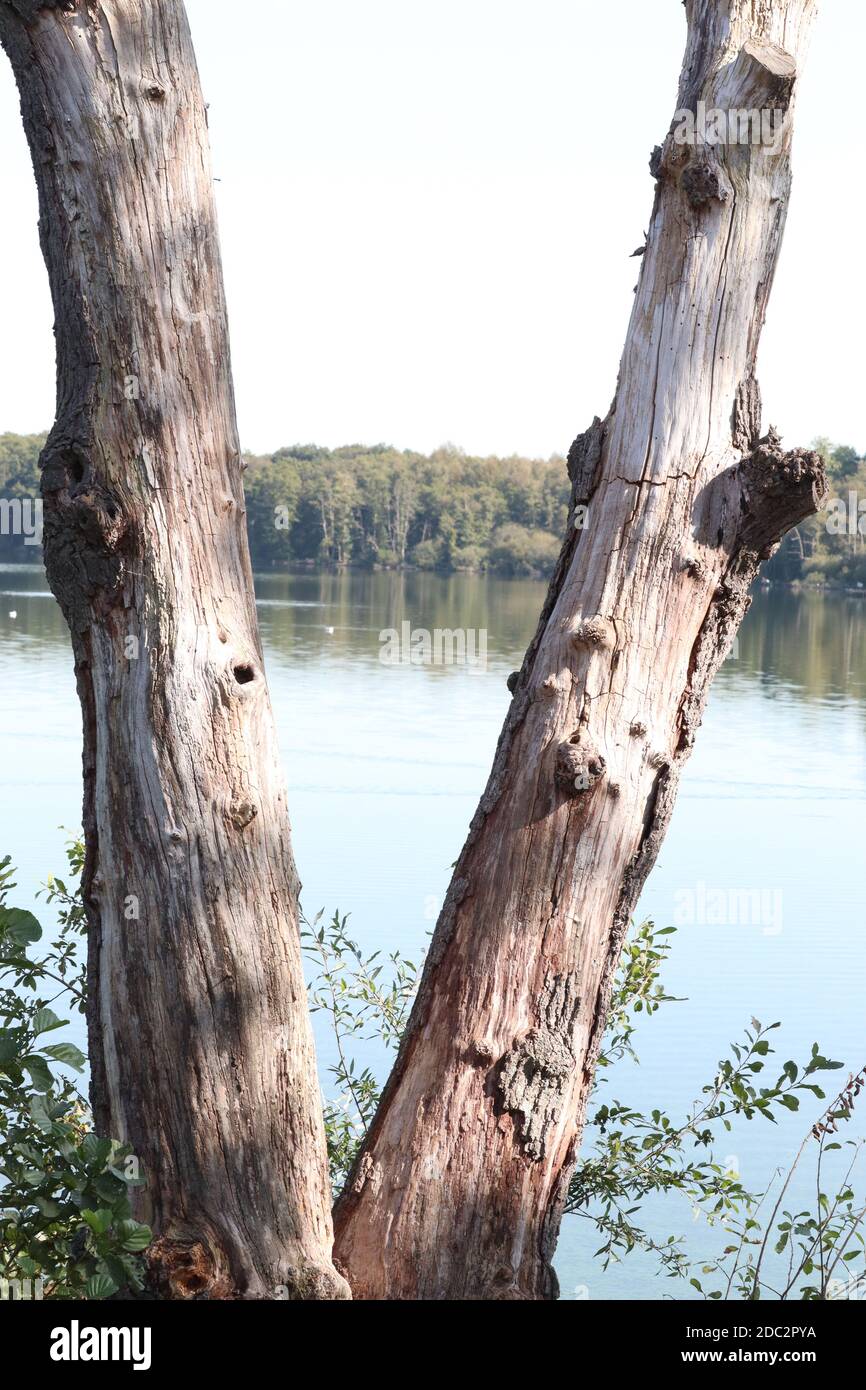 Tree at a lake Stock Photo - Alamy