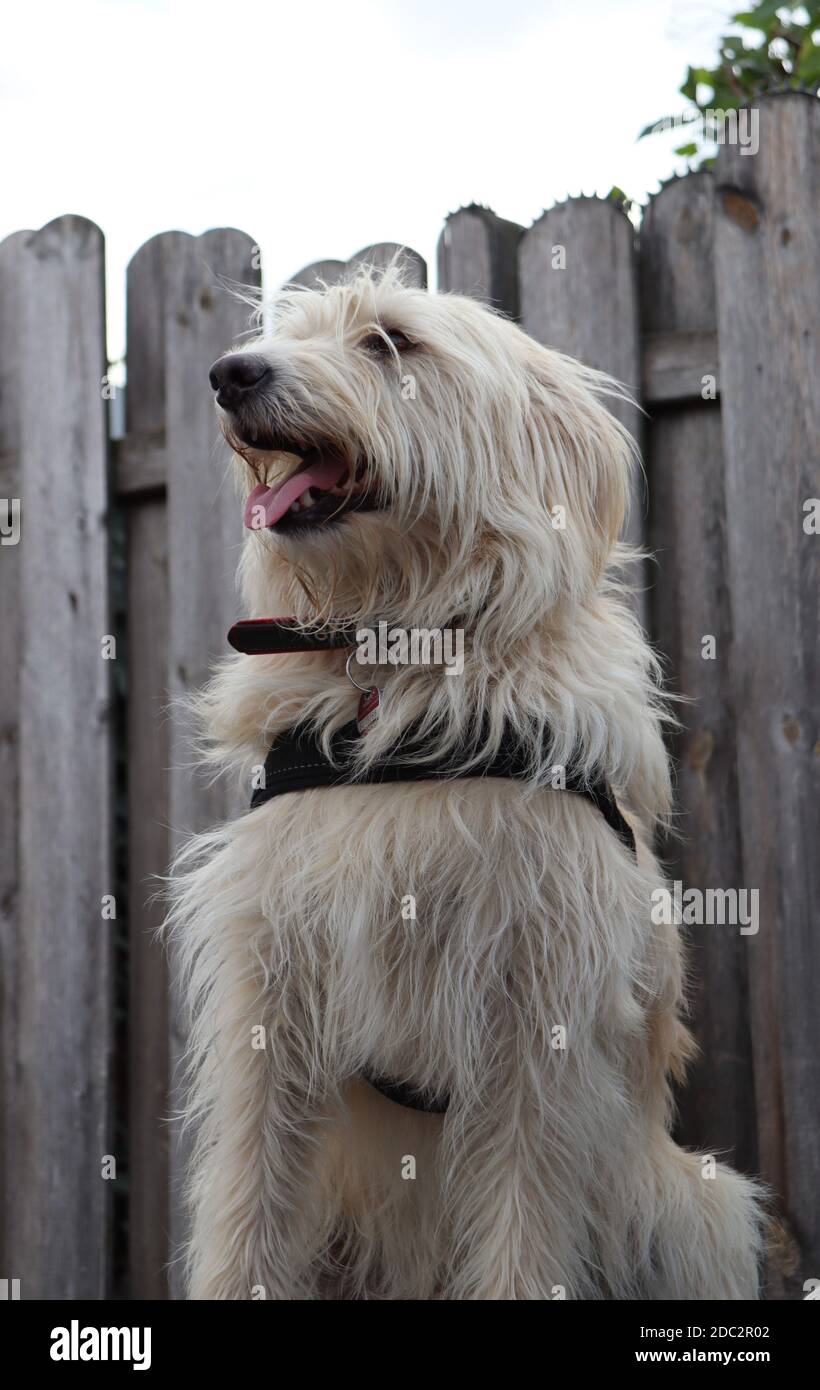 Beige and white dog hi-res stock photography and images - Alamy