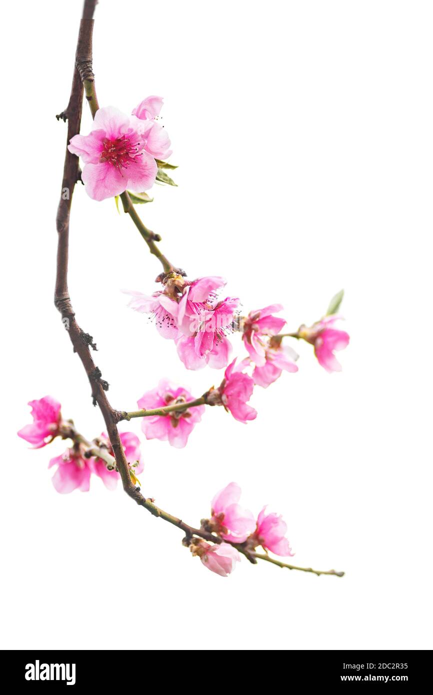 early spring flowering trees and new green leaves peach Stock Photo - Alamy