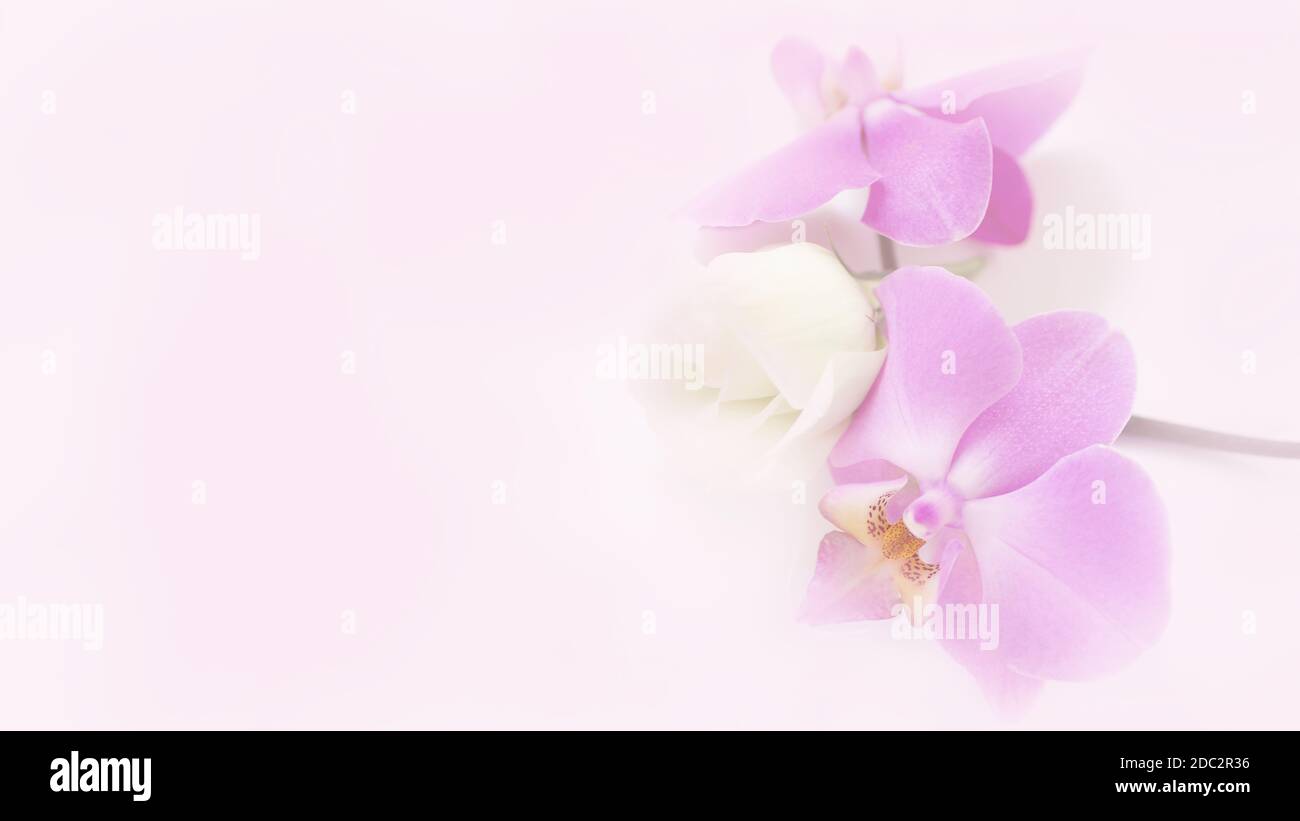 Beautiful branch of pink orchids and white rose isolated Stock Photo ...