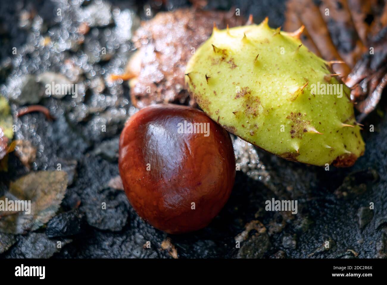 Ripe fruit of the Horse Chestnut tree commonly called conkers on the ...