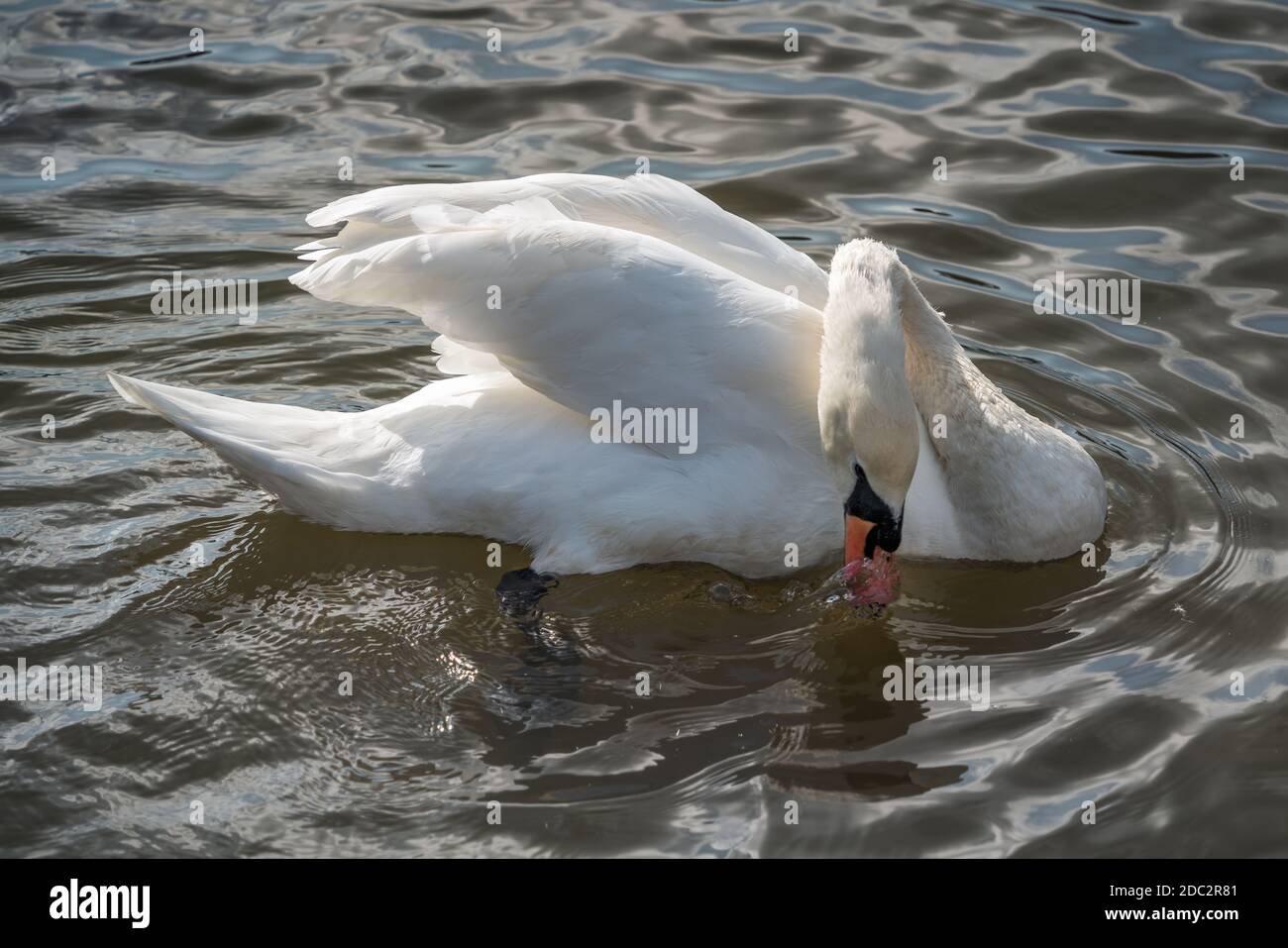 Mute Swan on Tilgate Park Lake in Crawley Stock Photo - Alamy
