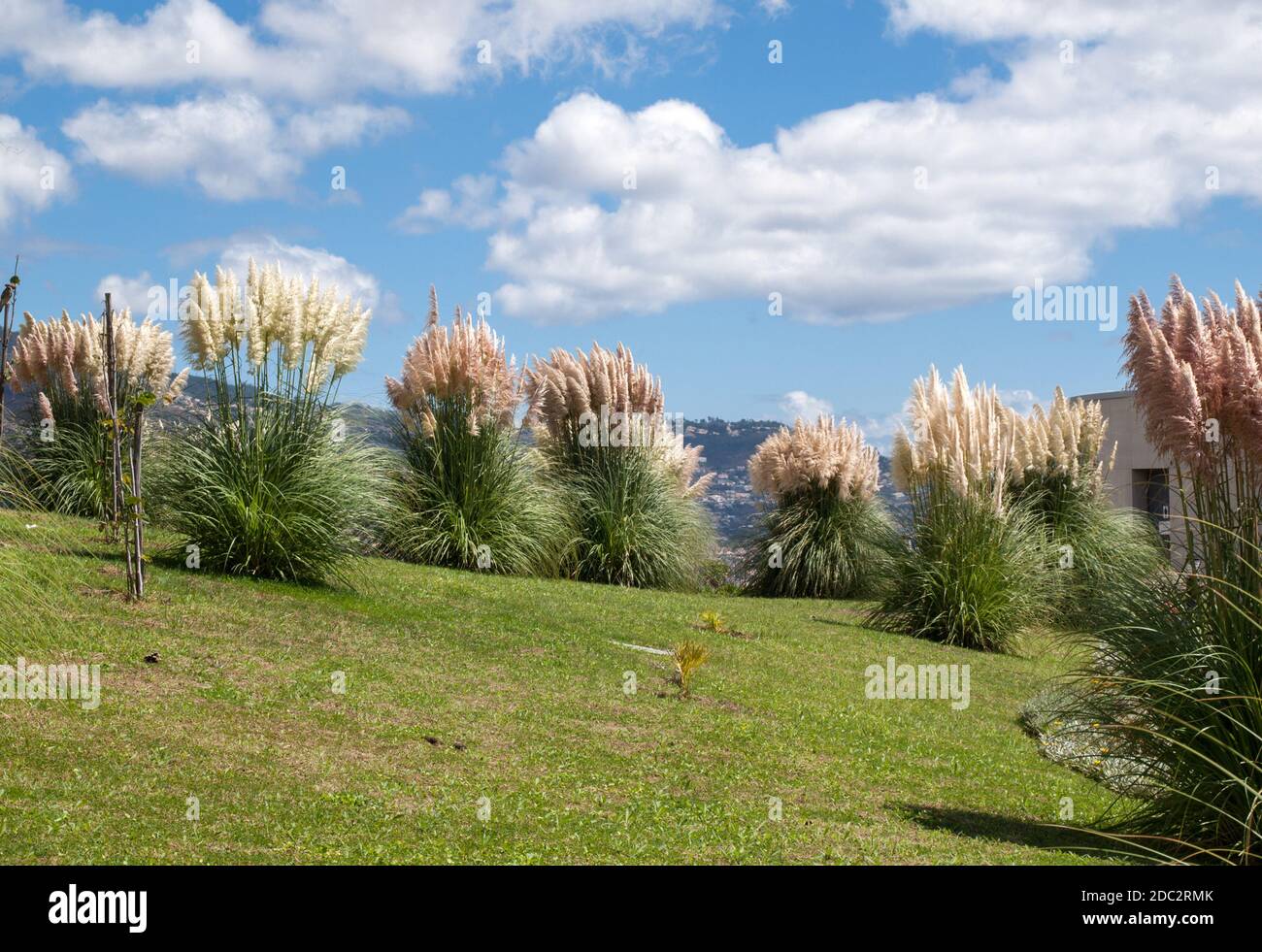 Decorative garden with bush of blooming pampas grass Stock Photo - Alamy