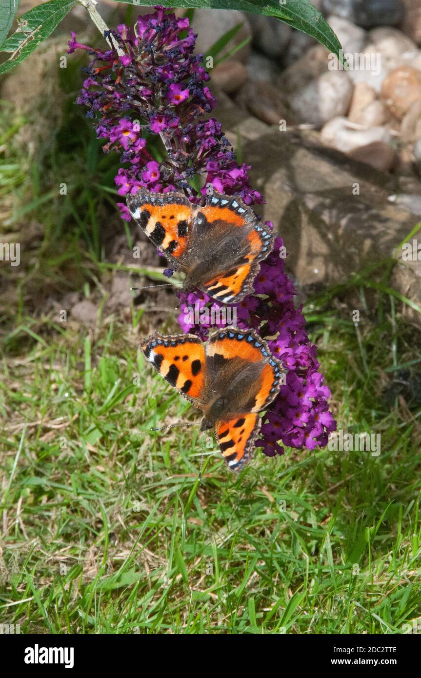 Around the UK - British Butterflies - Painted Lady Stock Photo - Alamy