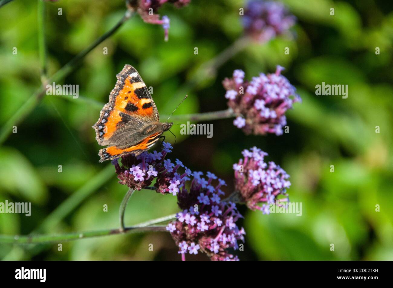 Around the UK - British Butterflies - Painted Lady Stock Photo - Alamy