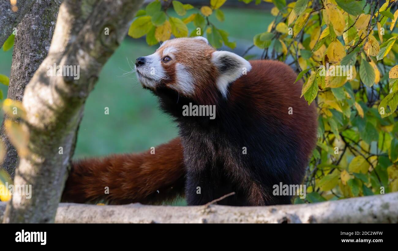 panda, rot, tier, kleiner panda, säugetier, wild lebende tiere ...