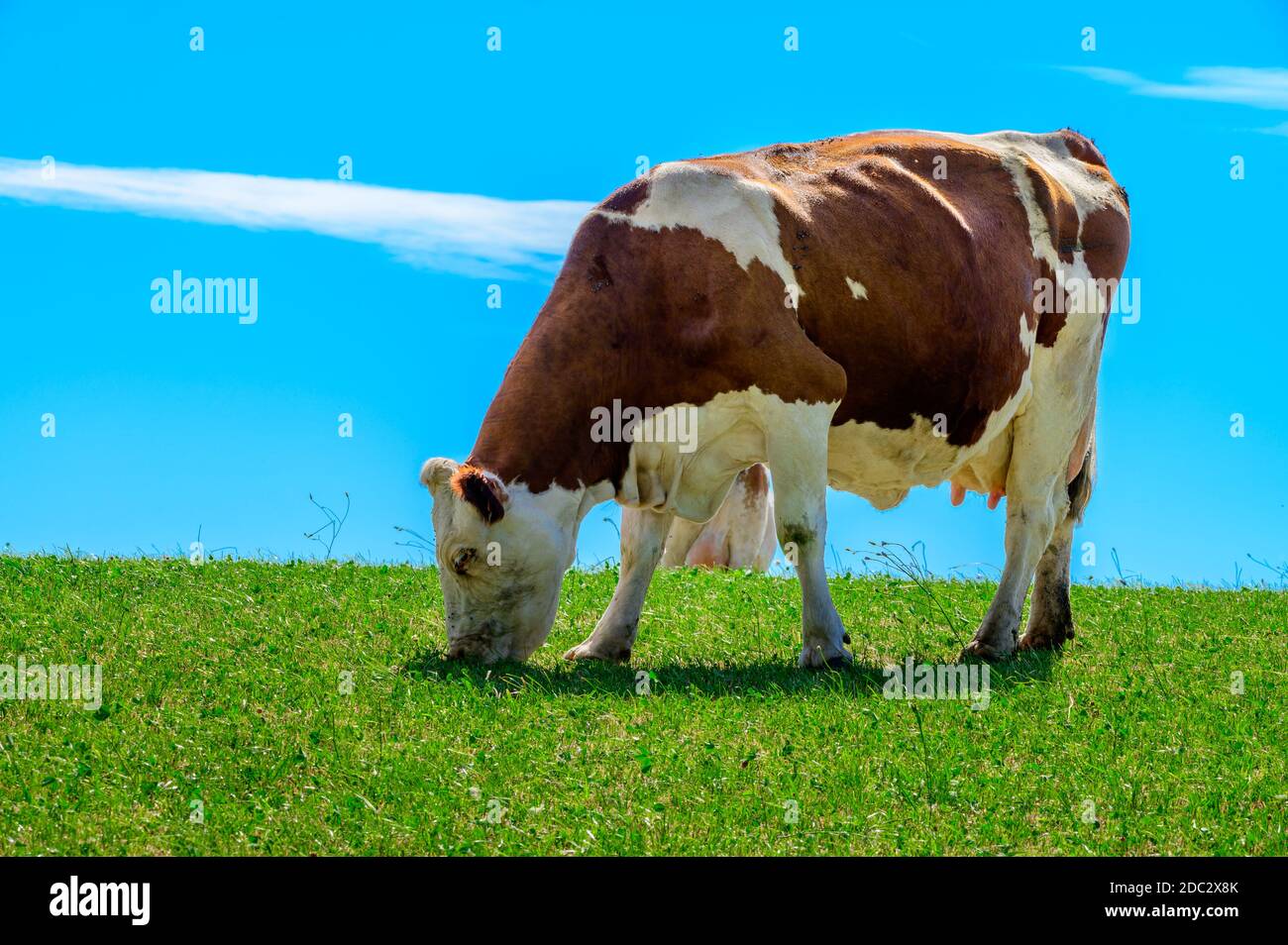 French simmental hi-res stock photography and images - Alamy