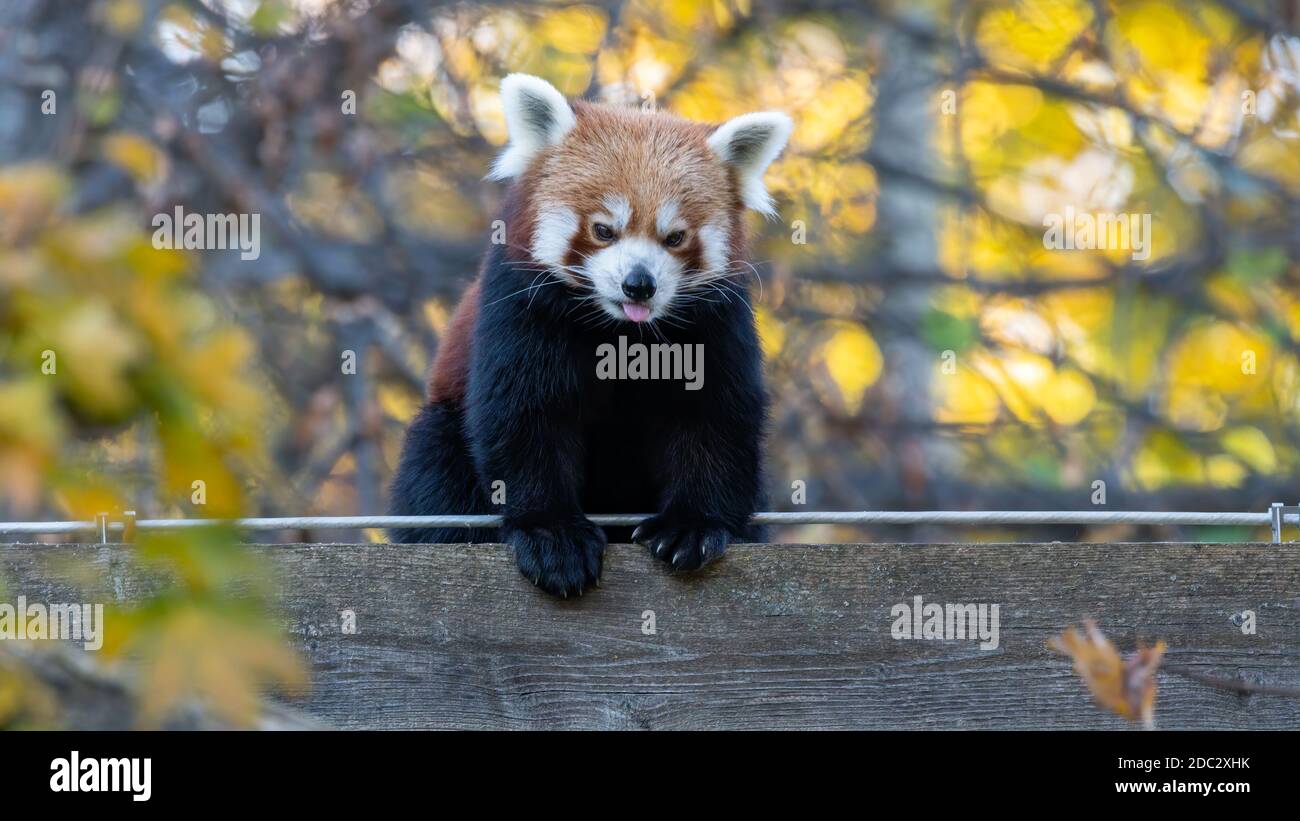 panda, rot, tier, kleiner panda, säugetier, wild lebende tiere ...