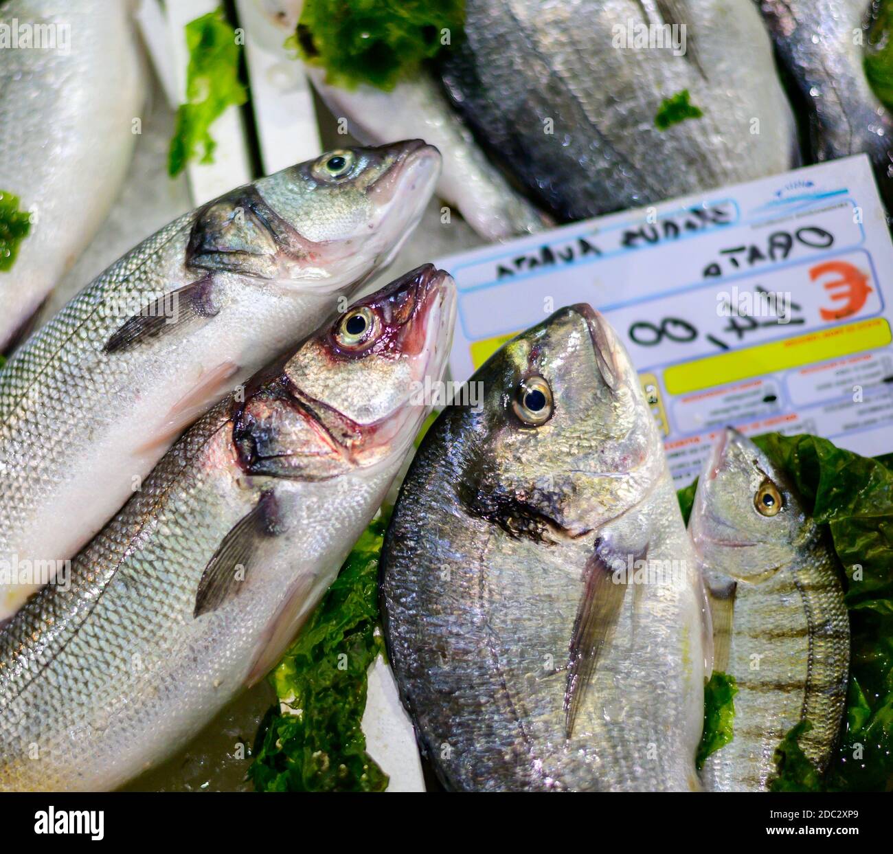 Catch of the day, fresh fish and sea food on ice in fish restaurant in Terracina, Italy close up ...
