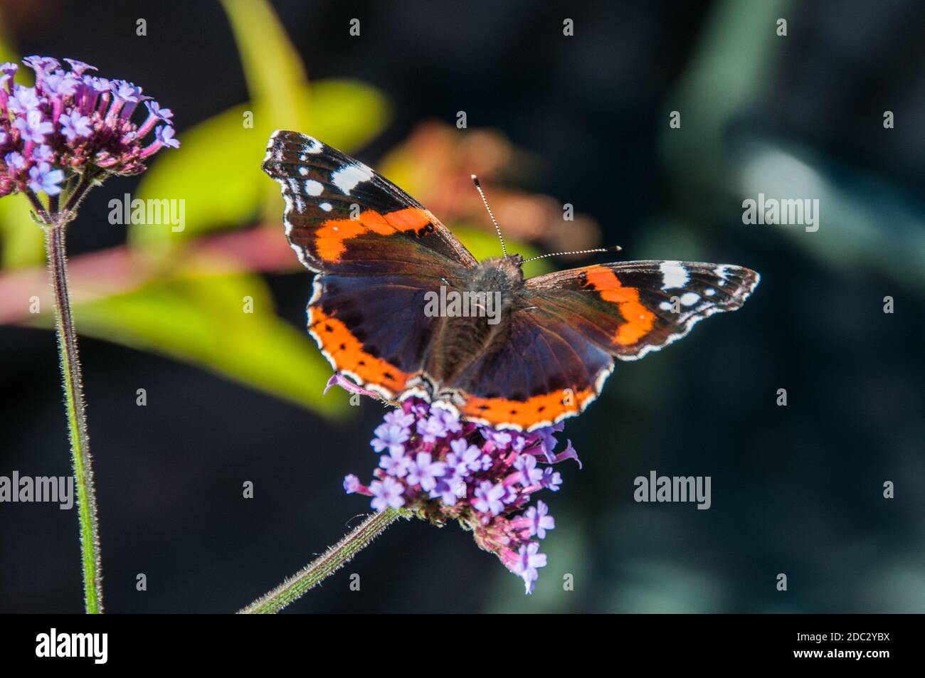 Around the UK - British Butterflies - Red Admiral Stock Photo - Alamy