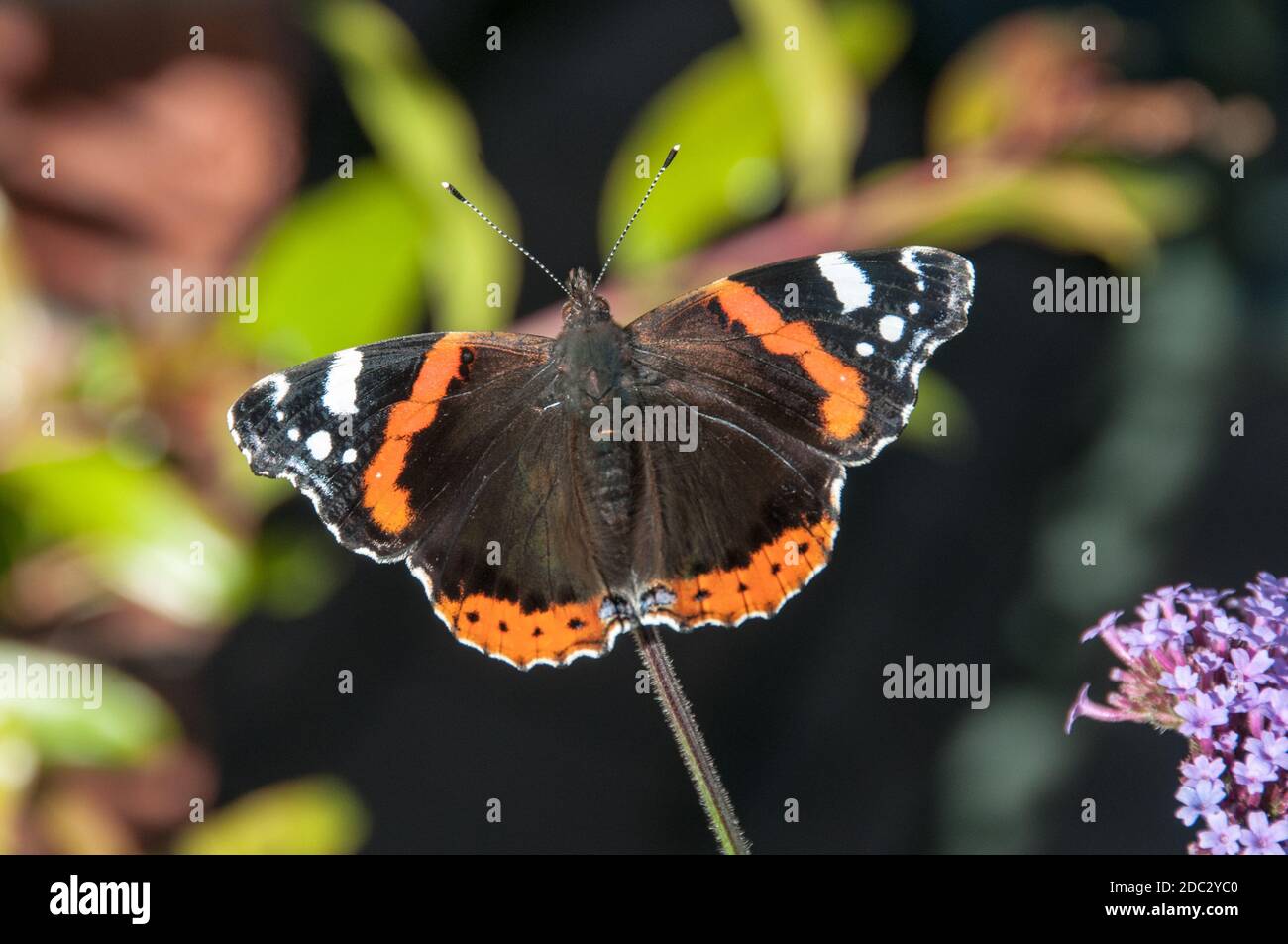 Red admiral butterfly life cycle hi-res stock photography and images ...