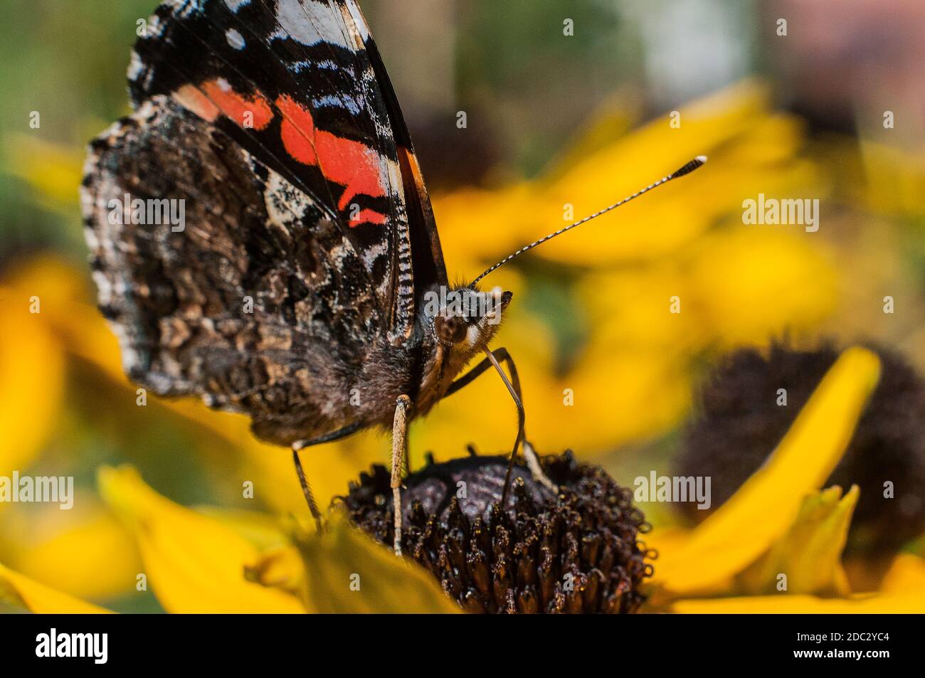 British butterflies hi-res stock photography and images - Alamy