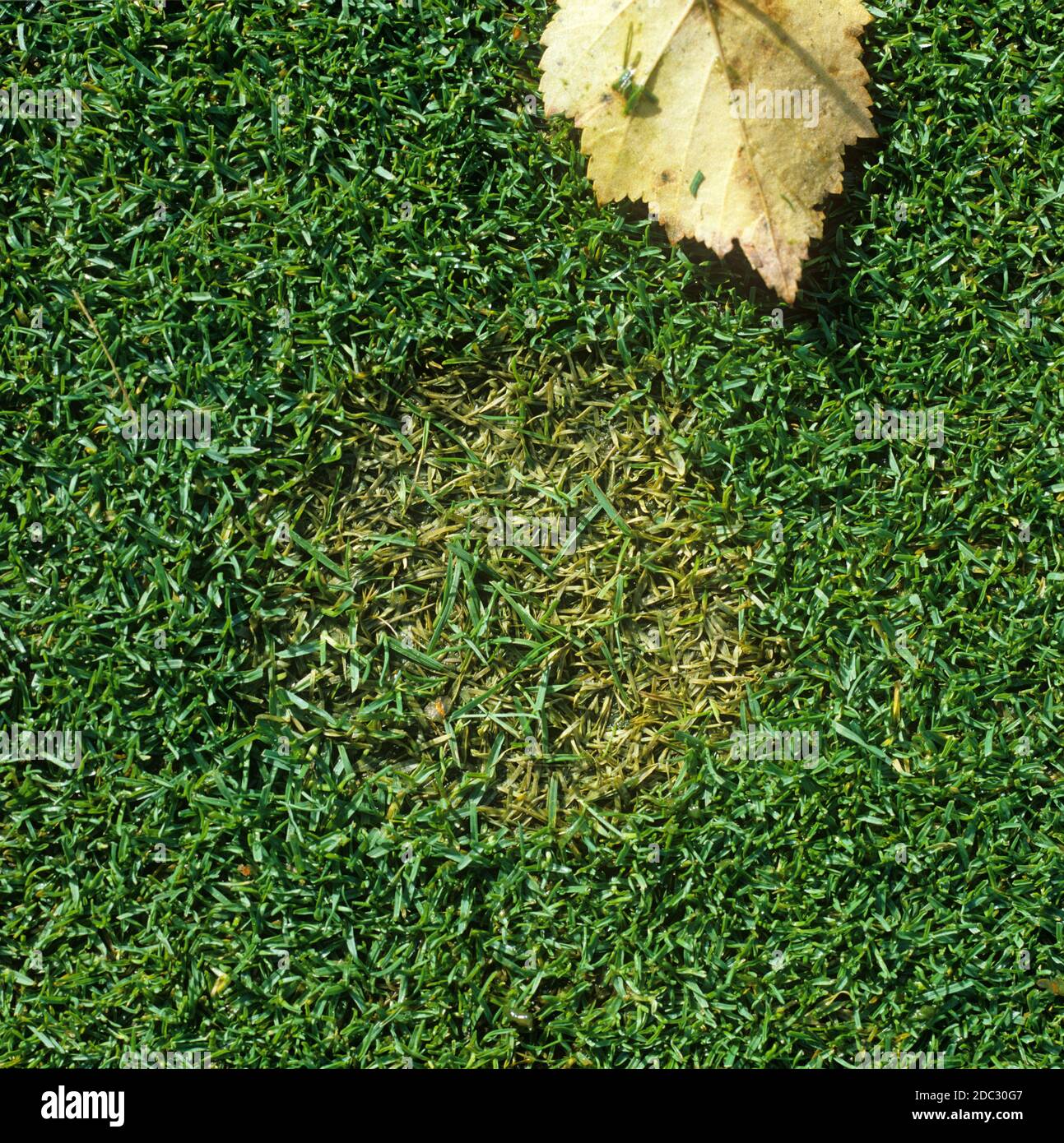 Snow mould or fusarium patch hi-res stock photography and images - Alamy