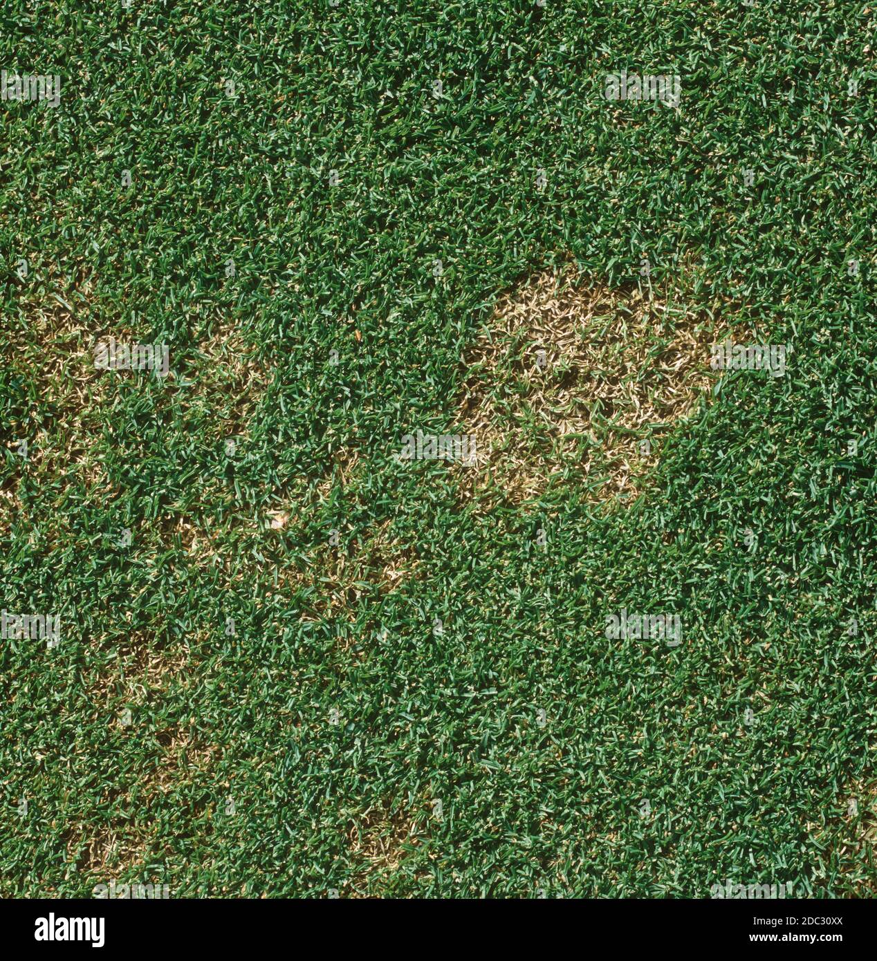 Snow mould grass hi-res stock photography and images - Alamy