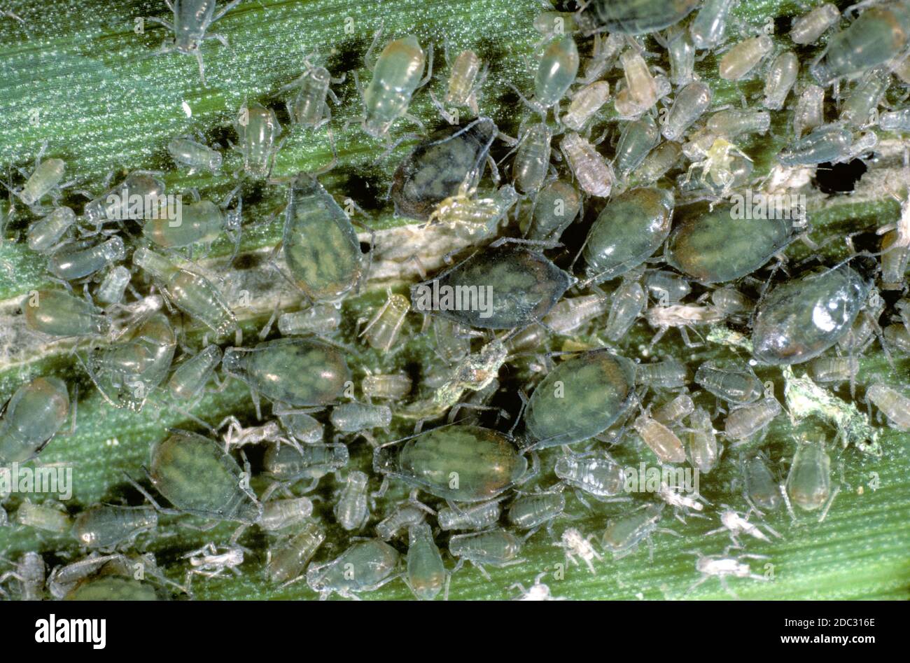Bird cherry-oat aphids (Rhopalosiphum padi) infestation of plant ...